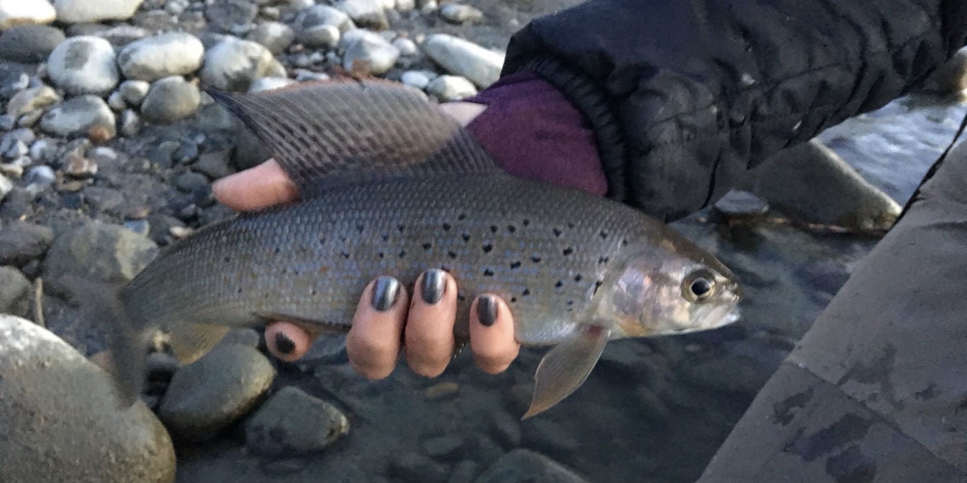 Fly Fishing for Arctic Grayling